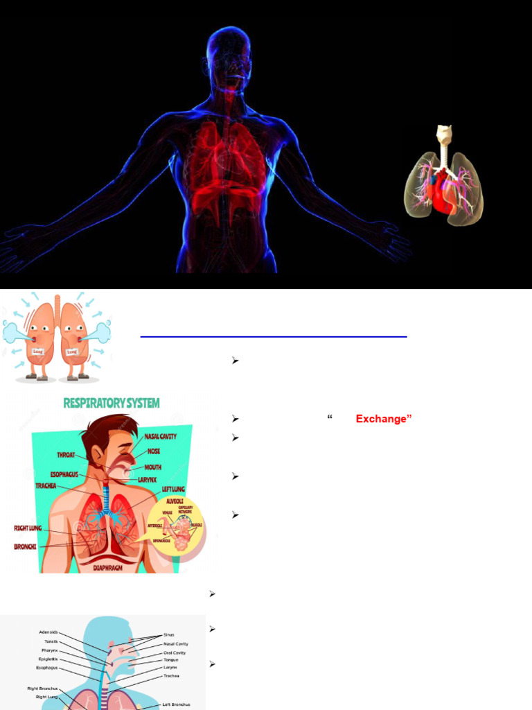 17 Respiratory System | PDF | Respiratory System | Respiratory Tract