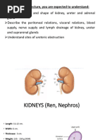 Anatomy and Physiology of the Umbilicus | PDF | Abdomen | Vein