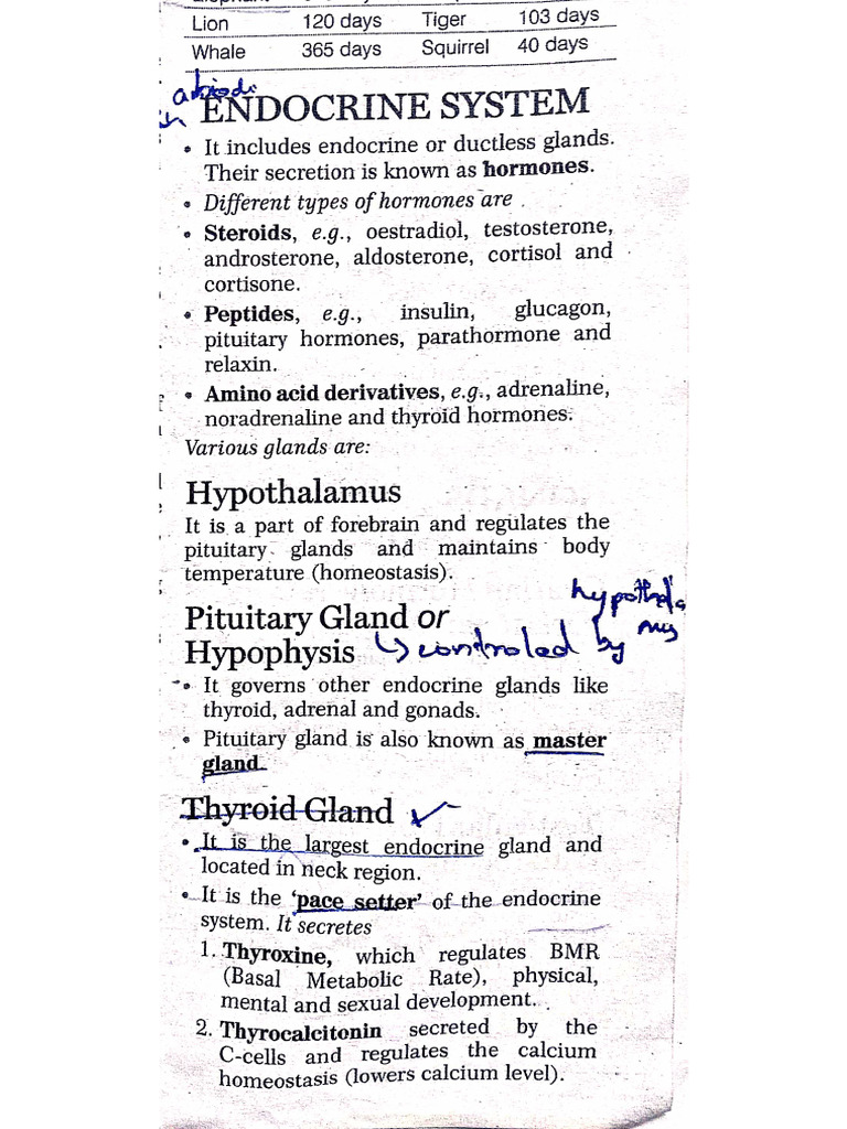 Endocrine System | PDF