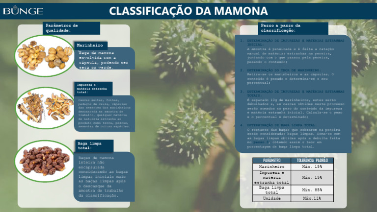 Classificação e Qualidade da Mamona | PDF