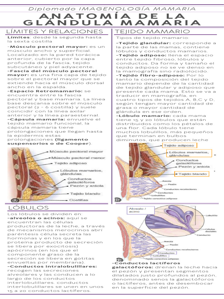 Anatomía de las mamas y su estructura | PDF | Pecho | Anatomía