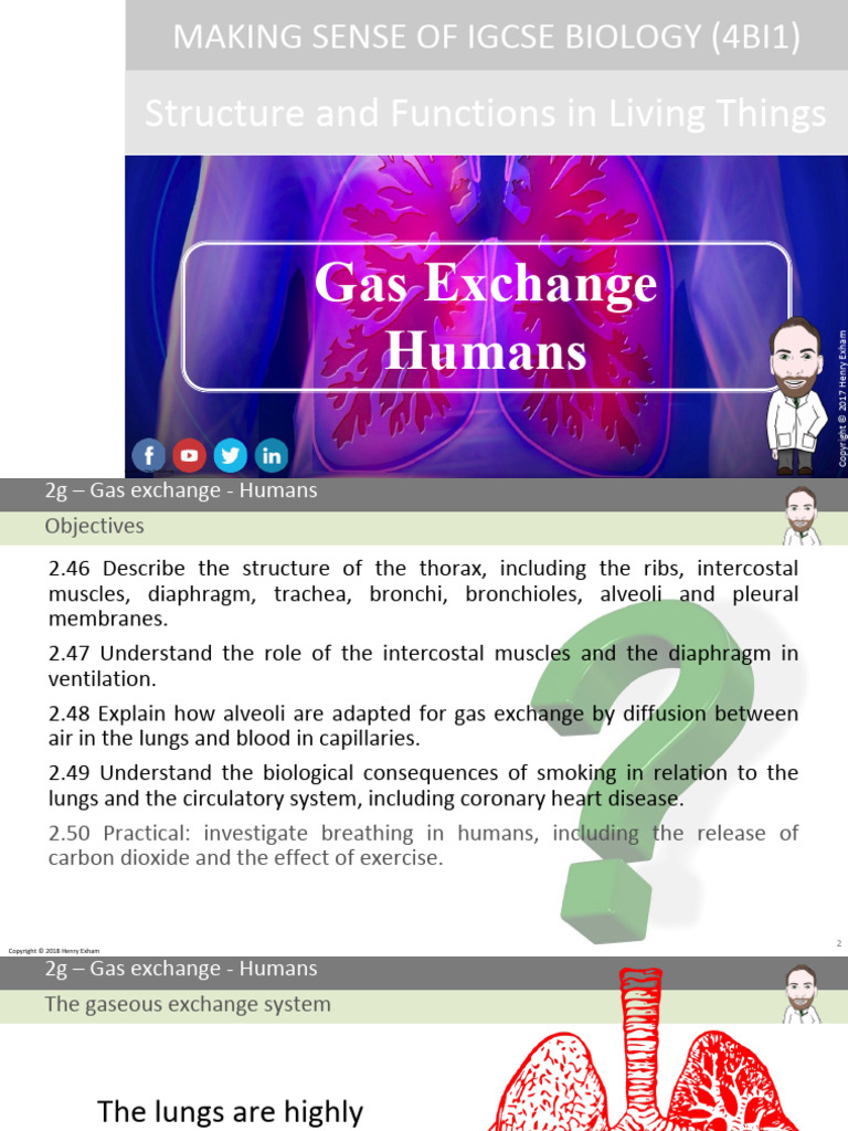 Human Gas Exchange and Breathing | PDF | Breathing | Lung