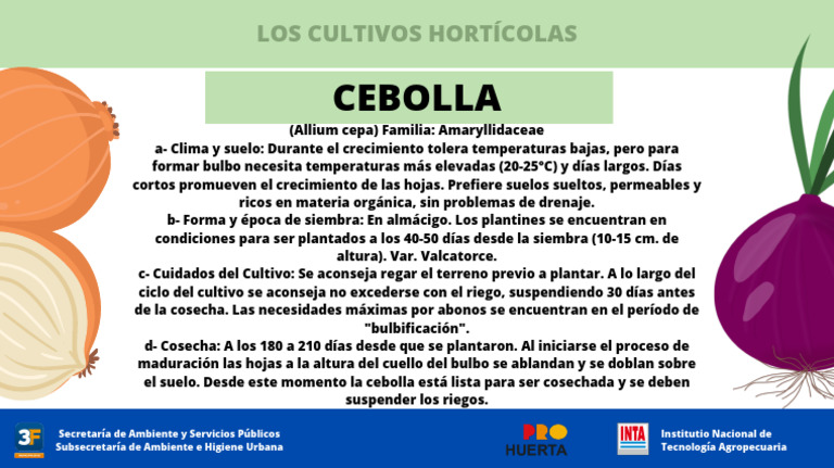 12 Cebolla | PDF