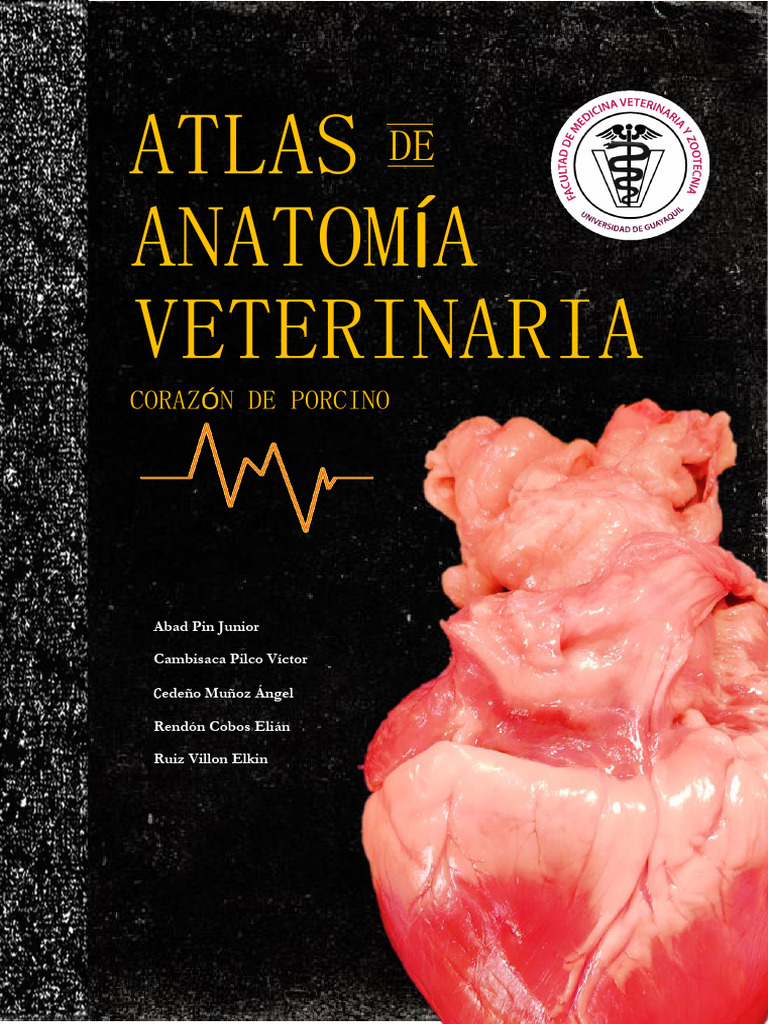 Atlas de Anatomía del Corazón Porcino | PDF | Corazón | Ventrículo ...