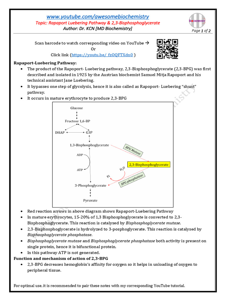 Rapoport-Luebering Pathway Overview | PDF | Hemoglobin | Biochemistry