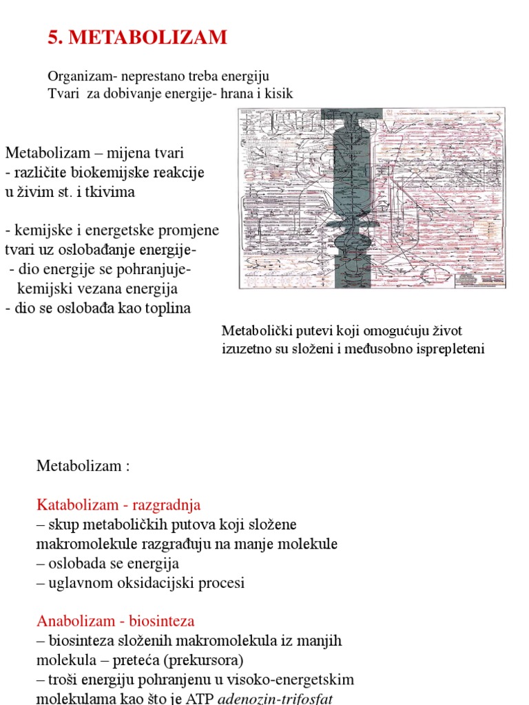 Metabolizam | PDF