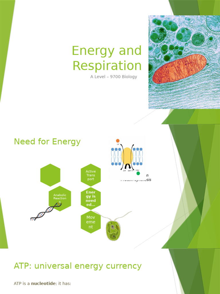 A Level, Energy and Respiration | PDF | Adenosine Triphosphate ...