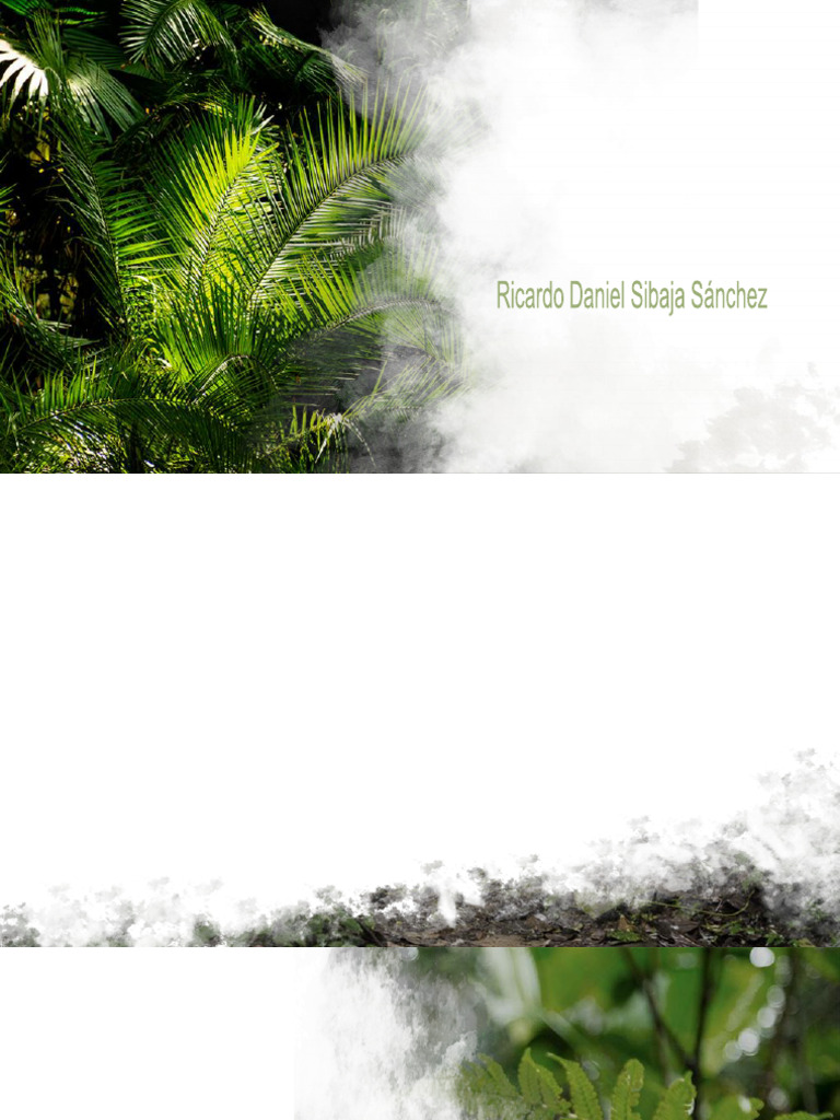 Importancia de la Selva Húmeda en México | PDF | Selva | Los bosques