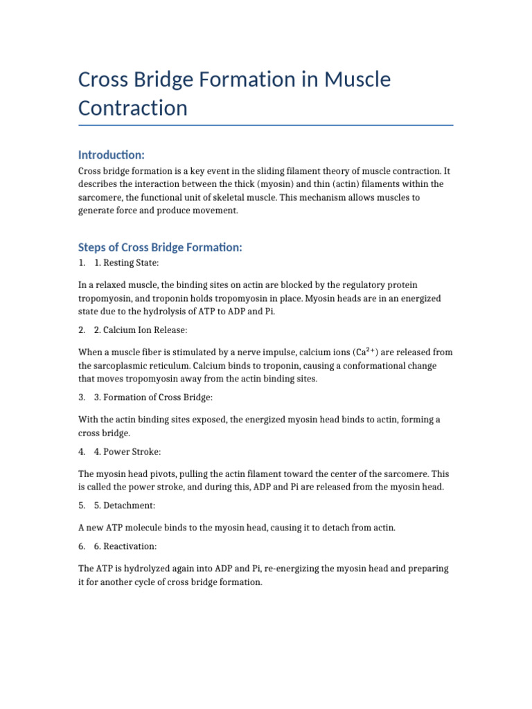 Cross Bridge Formation | PDF
