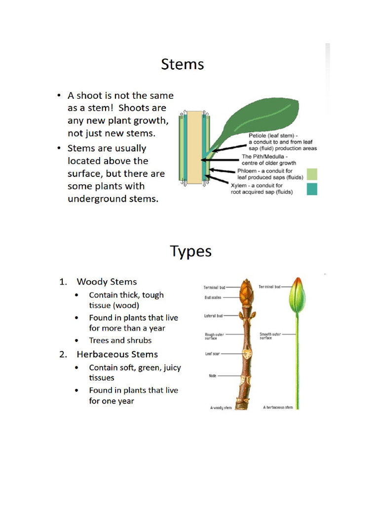 F5 Bio Chap 01 Stems | PDF