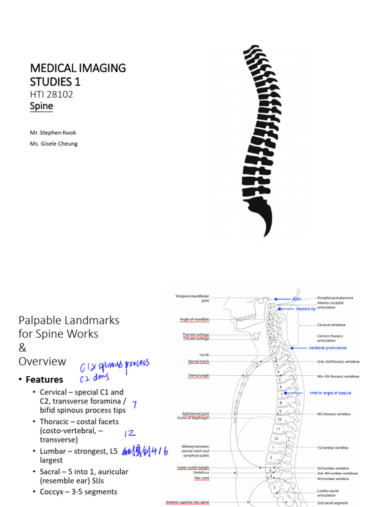 Spine Tutorial 2024-25 Final BB (Tutorial Used) (Student) | PDF ...