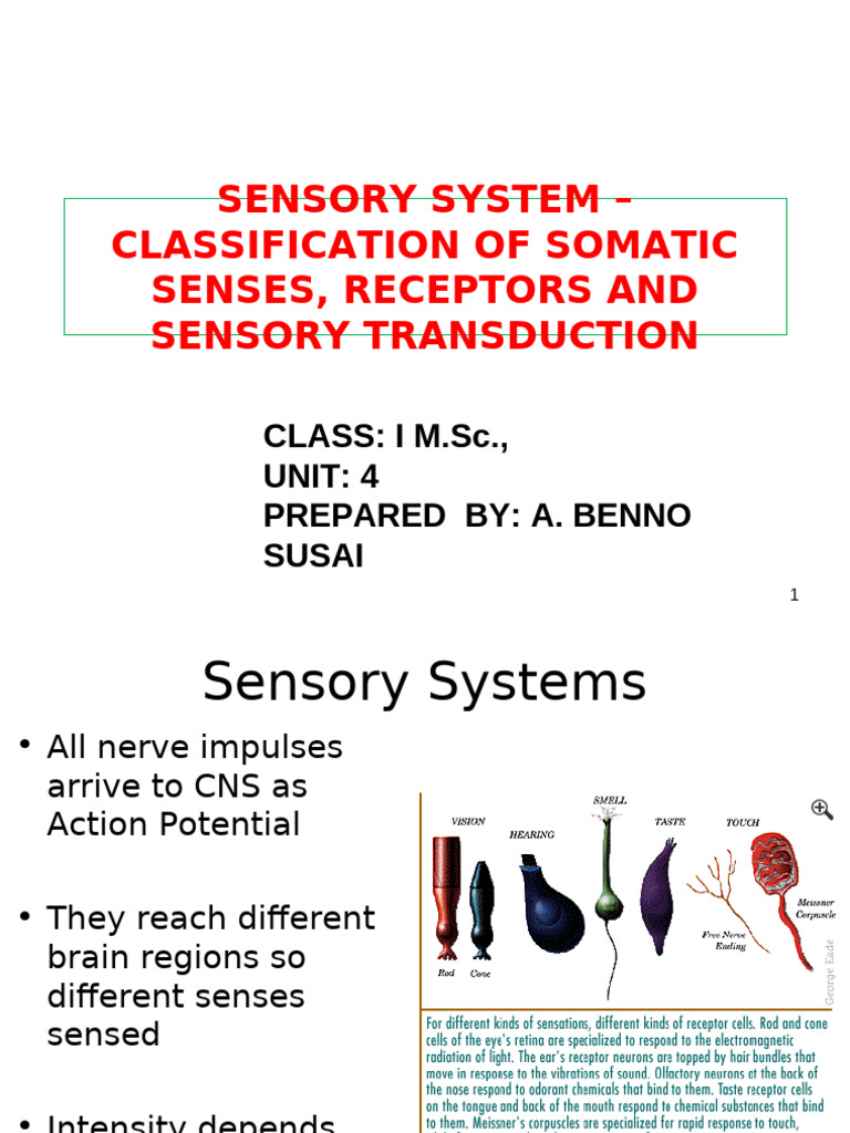Sensory Receptor, Classification and Transduction | PDF | Senses ...