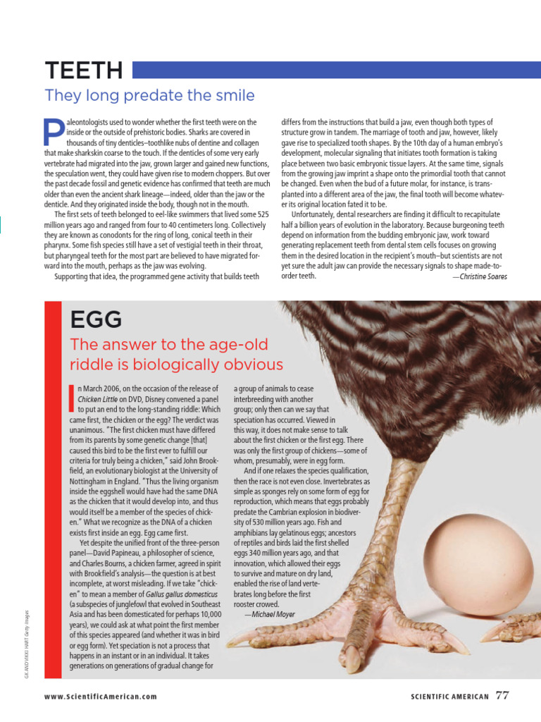 Egg or Chicken: Evolutionary Insights | PDF | Tooth | Evolution