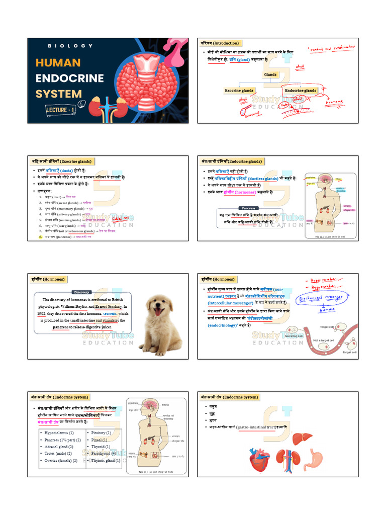 () Endocrine system - Lectures Note - converted | PDF