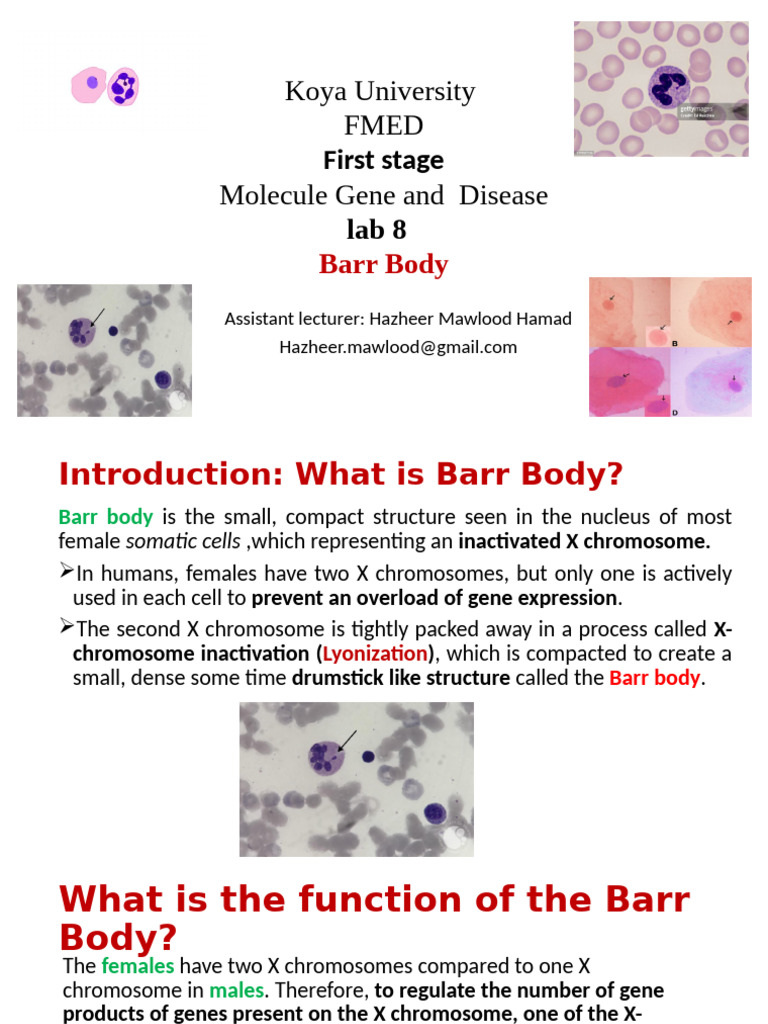 Understanding Barr Body Function | PDF | Biology | Life Sciences