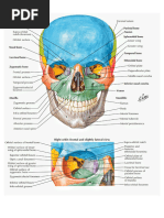 Netter's Anatomy Atlas | PDF