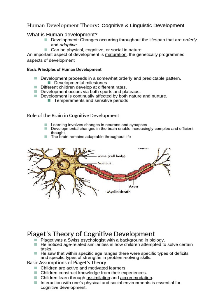 Human Development Theory. Notesdocx | PDF | Cognitive Development ...