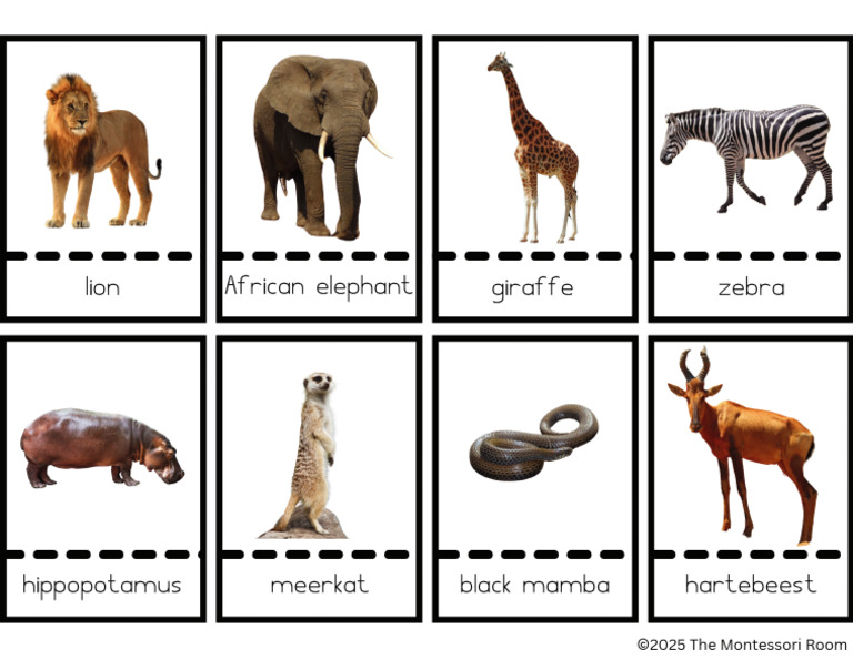 Animals of Africa Nomenclature Cards | PDF