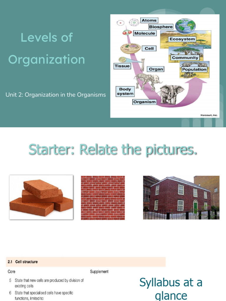 Levels of Organization in Organisms | PDF | Cell (Biology) | Organisms