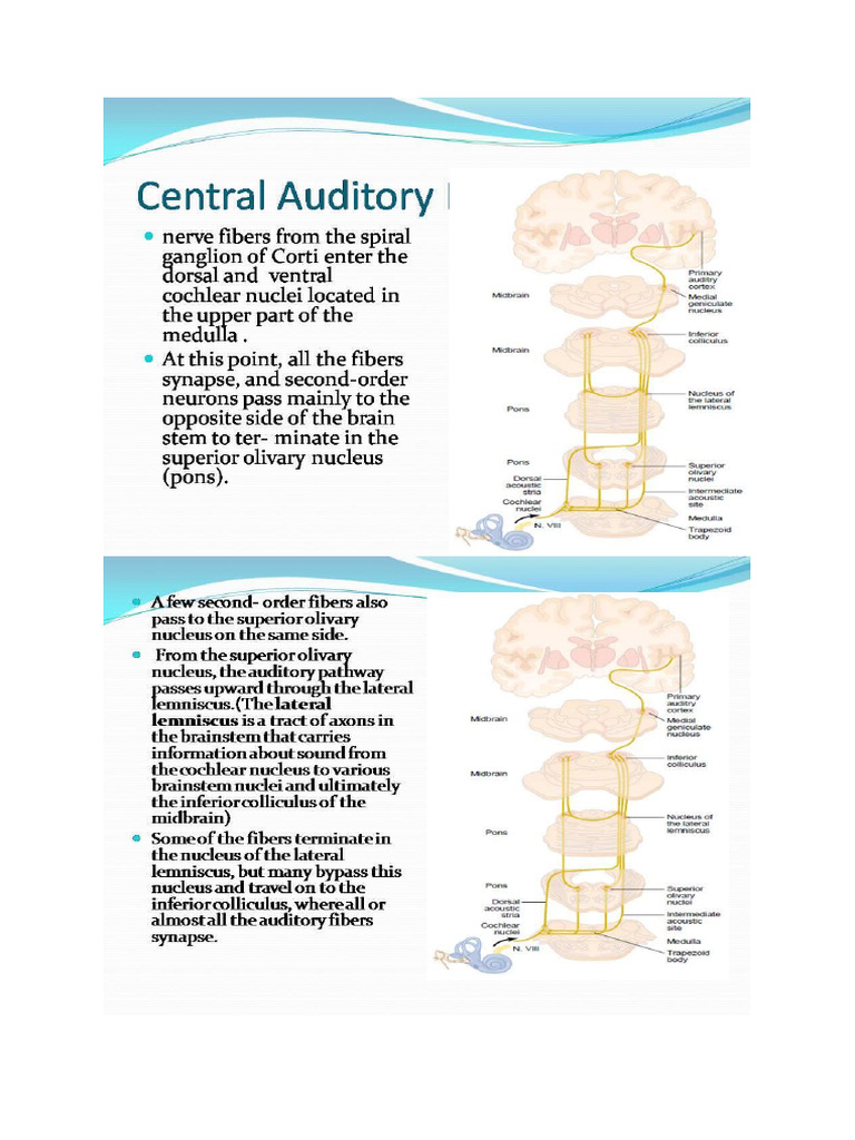 Ear Neural Pathway | PDF