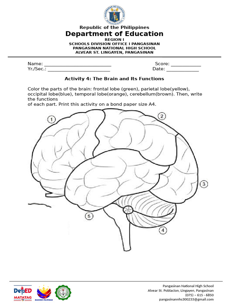 Act Brain Its Functions | PDF