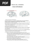 Áreas de Brodmann: Anatomía y Funciones | PDF | Lóbulo temporal | Memoria