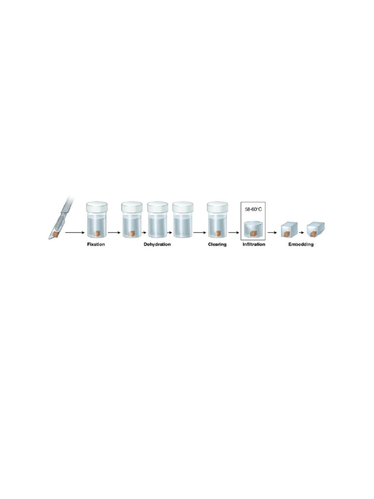 Tissue Preparation Steps Explained | PDF | Fixation (Histology) | Staining