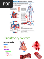 Overview of the Circulatory System | PDF | Blood Vessel | Heart