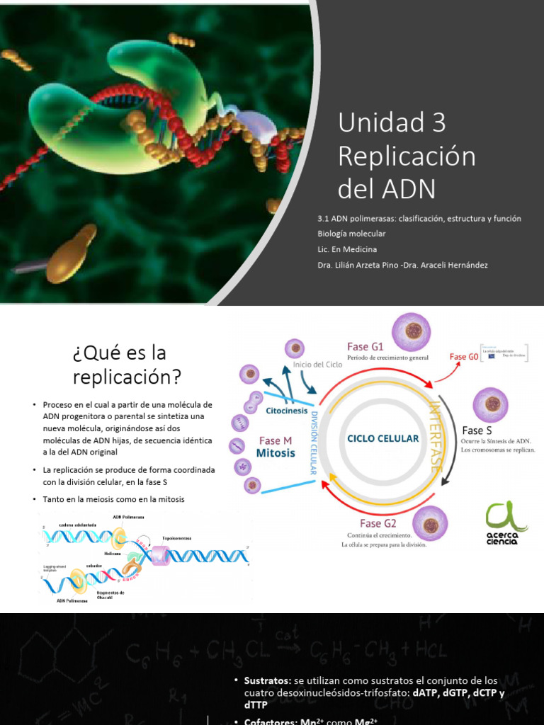 Tipos de ADN polimerasa en eucariotas | PDF | Adn | Replicación De Adn