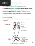 Reproductive System of Frog | PDF | Testicle | Sperm