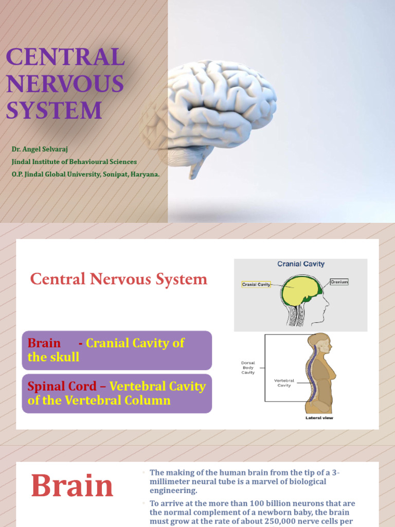 CNS Structure and Functions Overview | PDF | Brainstem | Cerebellum