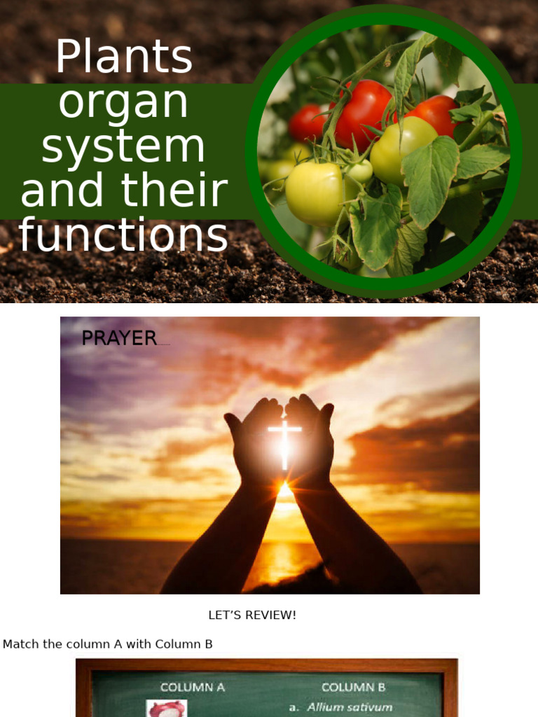 Understanding Plant Root Systems | PDF | Root | Tissue (Biology)