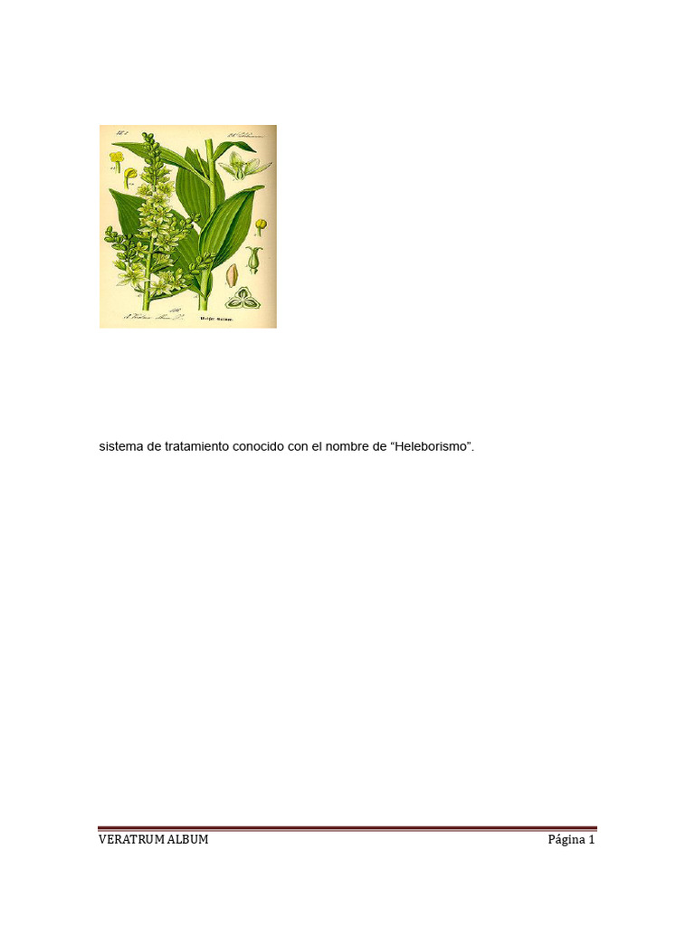 Veratrum Album | PDF | Músculo