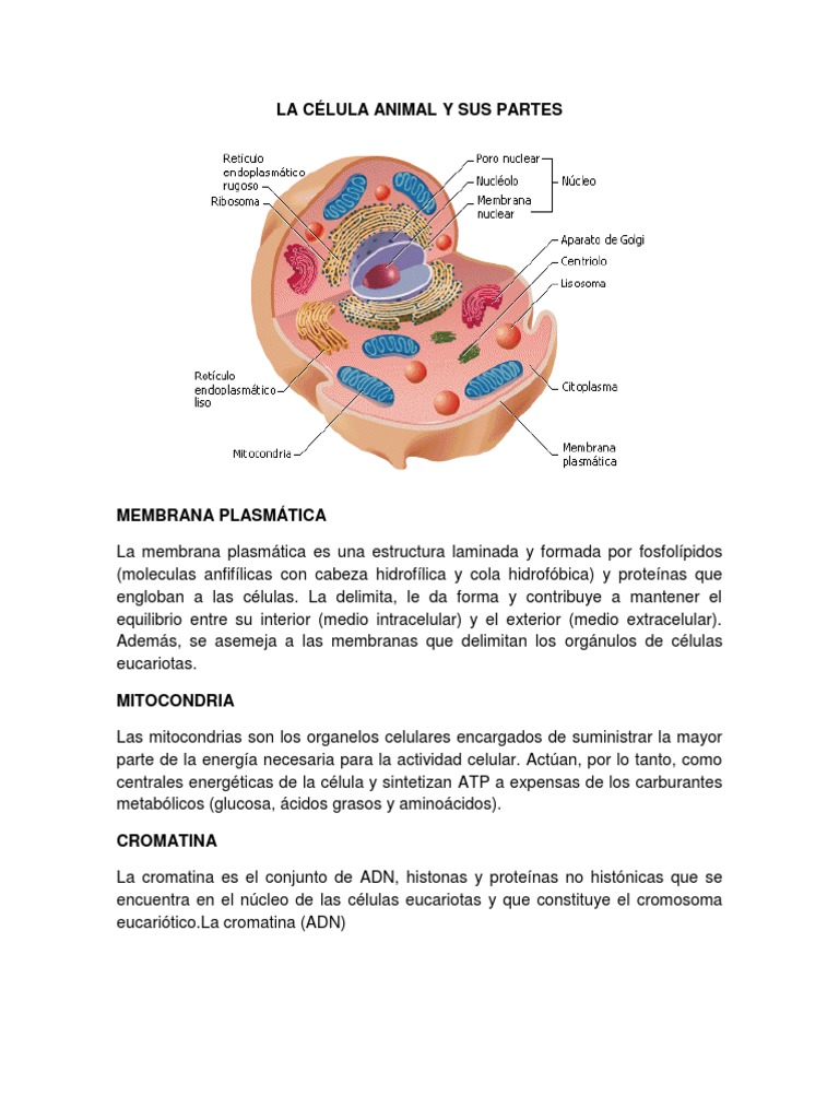 LA CÉLULA ANIMAL Y SUS PARTES