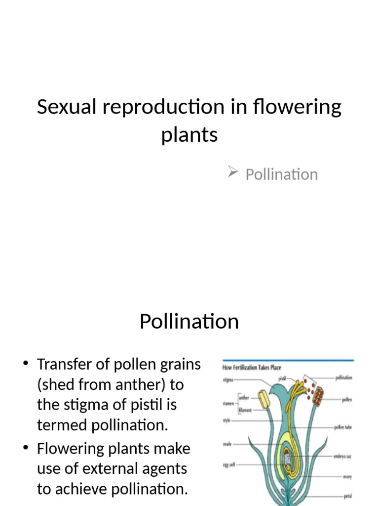Sexual Reprdtion Plants-Pollination | PDF | Seed | Flowers