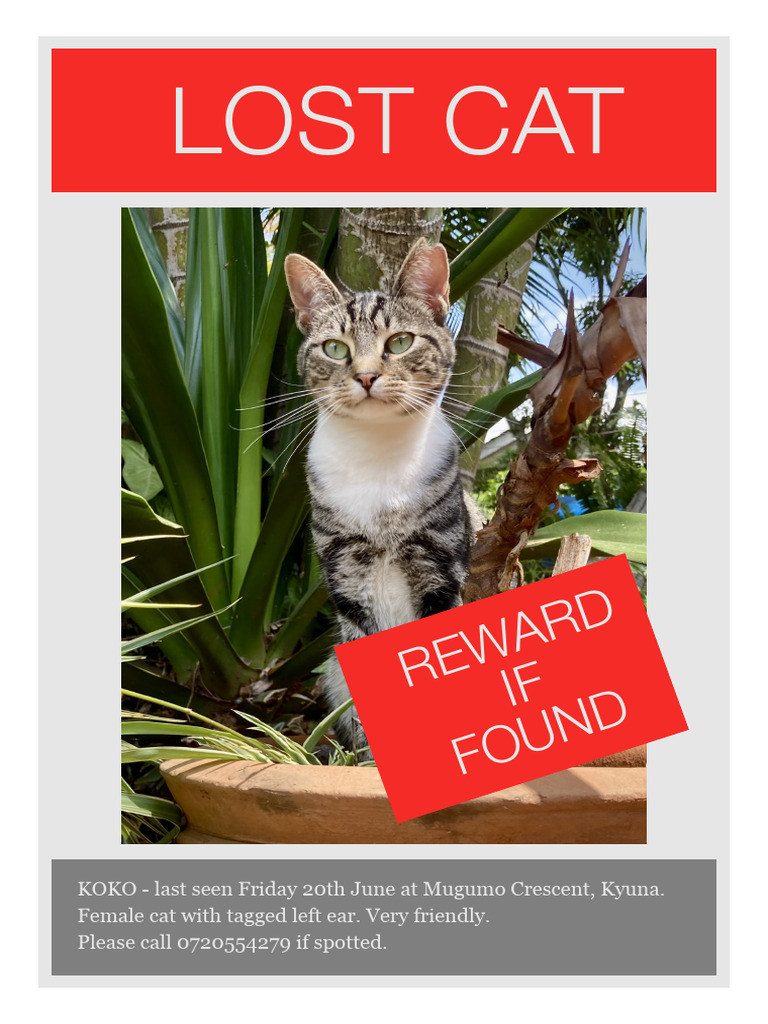 Koko Missing Poster | PDF