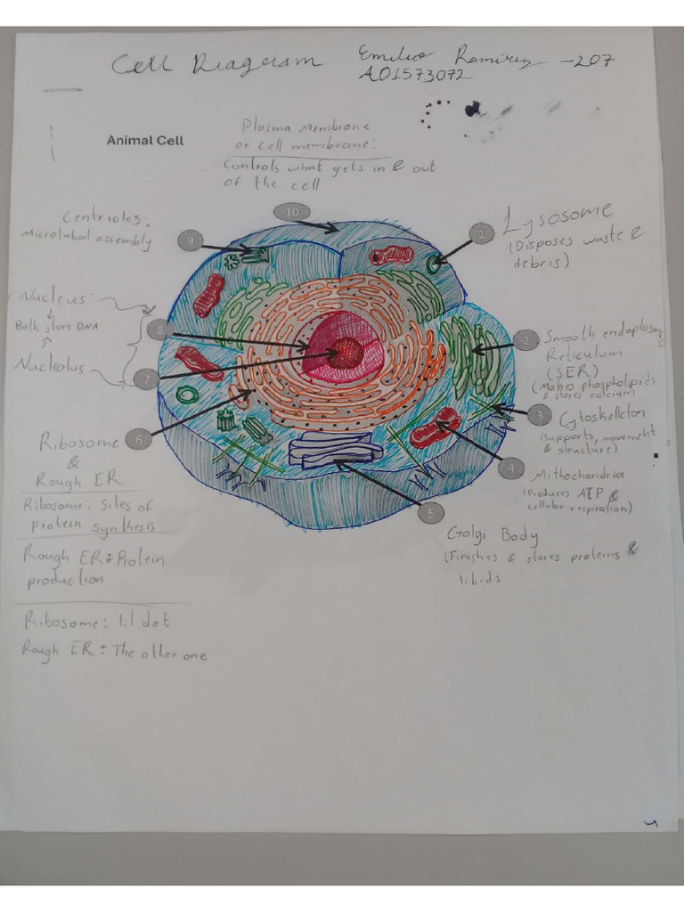 Cell Diagrams | PDF