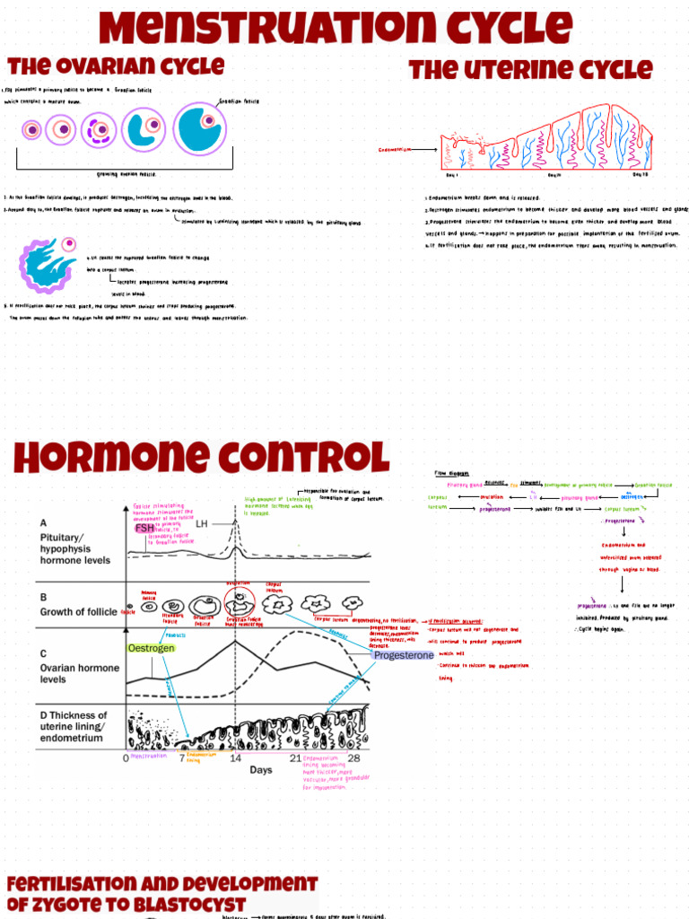 Menstruation Cycle Cheat Sheet | PDF | Menstrual Cycle | Reproduction