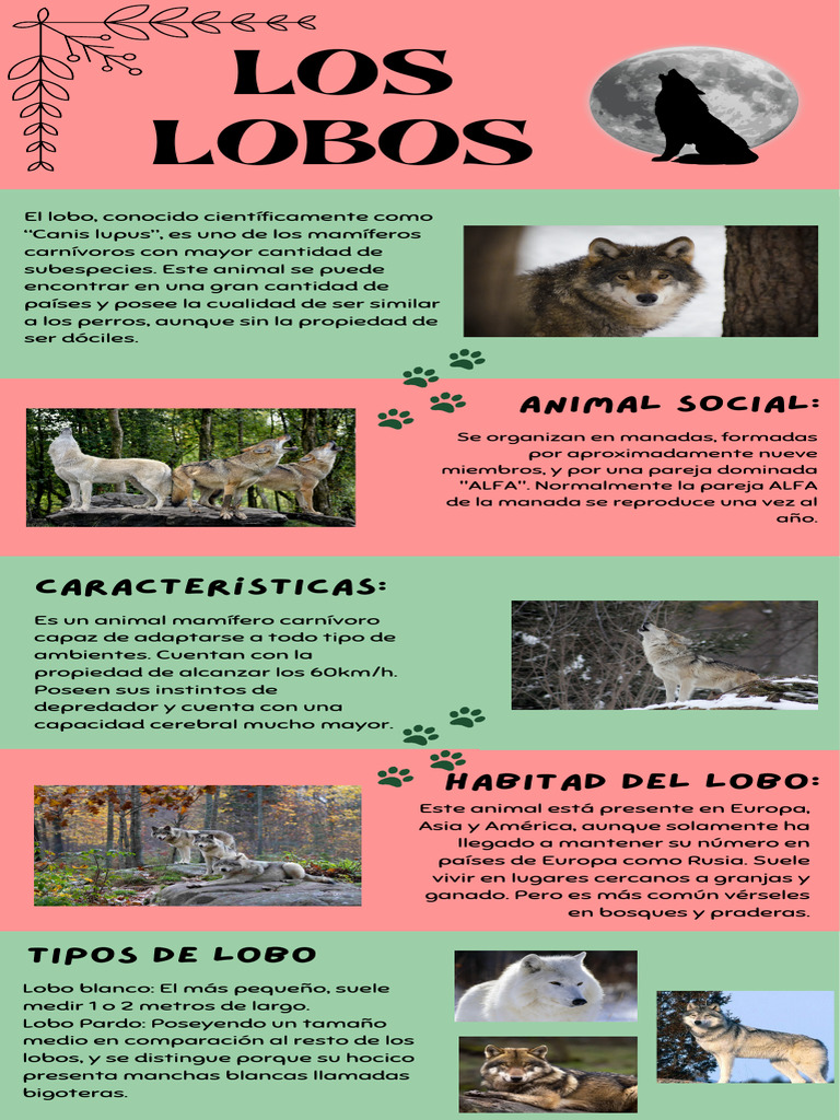 Características y hábitat del lobo | PDF