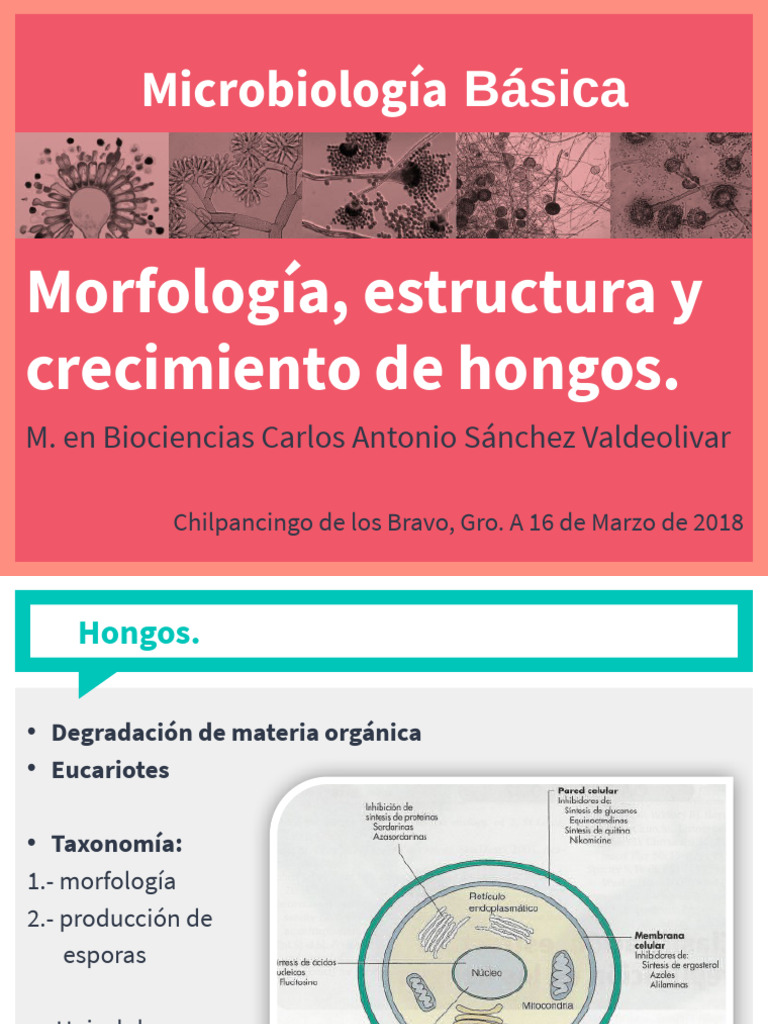 1.3.2.- Morfologia, estructura y crecimiento de hongos | PDF | Hongo ...