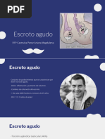 Anatomía del Escroto y Testículos | PDF | Testículo | Especialidades ...