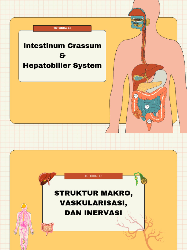 Vaskularisasi dan Inervasi Intestinum Crassum | PDF