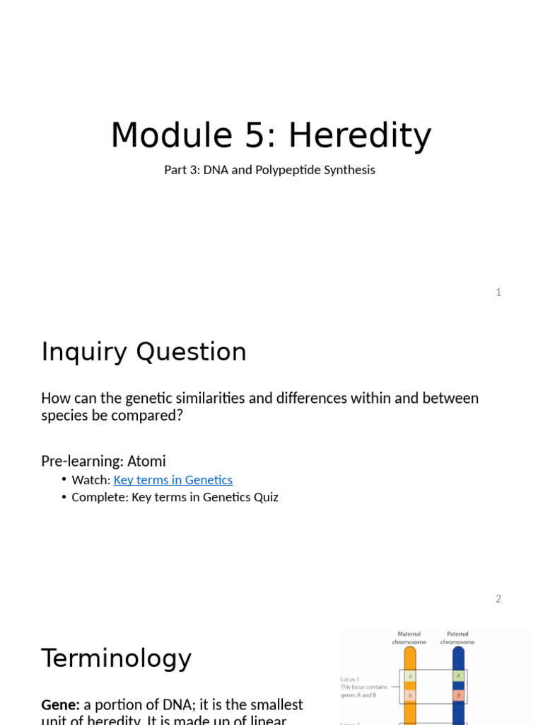 00 - Module 5 - Part 3 - DNA and Polypeptide Synthesis - PowerPoint ...