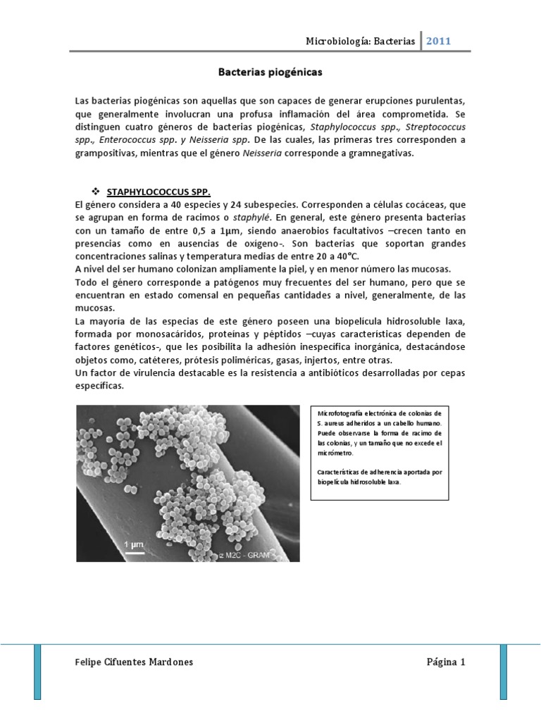 Microbiología Pdf Staphylococcus Aureus Las Bacterias