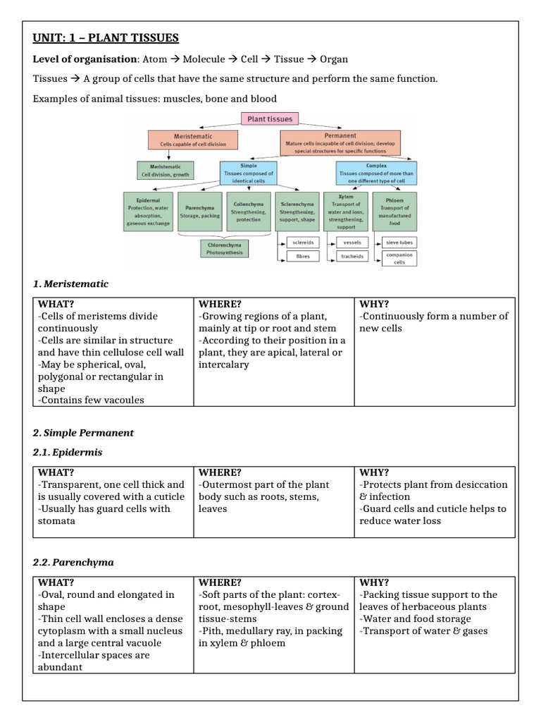 Unit 1 - 3 Plant Tissues & Organs | PDF | Leaf | Tissue (Biology)