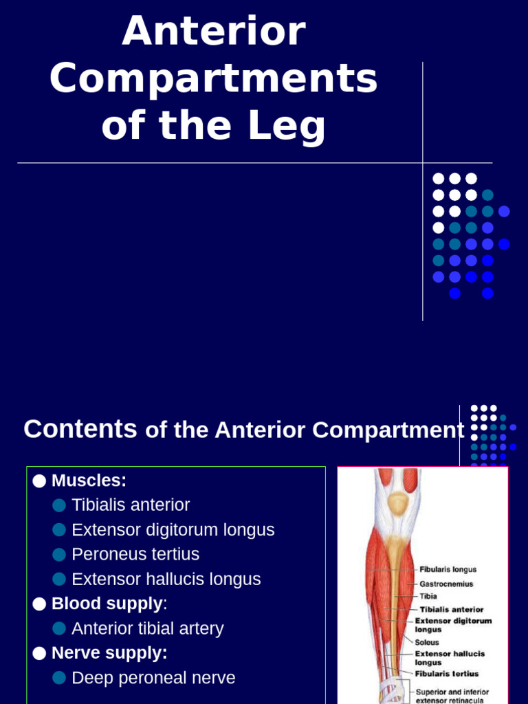 Anterolateral Compartmentment of Leg | PDF
