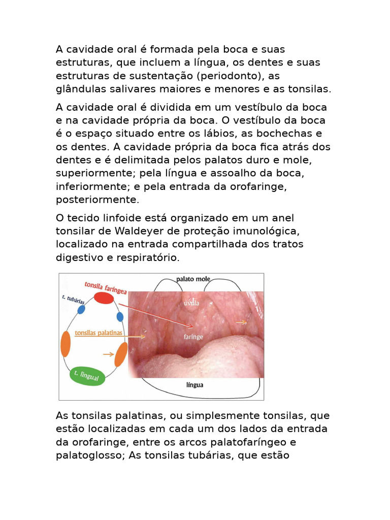 Estruturas da Cavidade Bucal | PDF | Língua | Boca