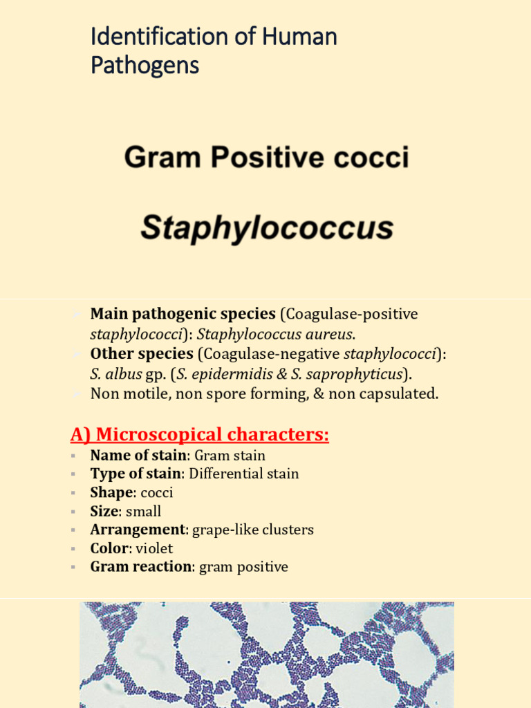 Lab 3 Gram Positive Cocci | PDF | Streptococcus | Staphylococcus