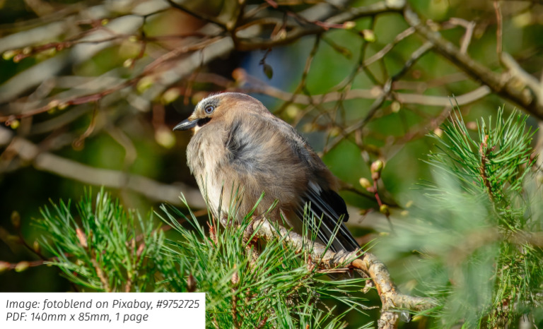 20250808_Fable_18 | PDF