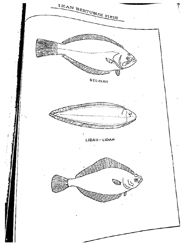 Ikan | PDF